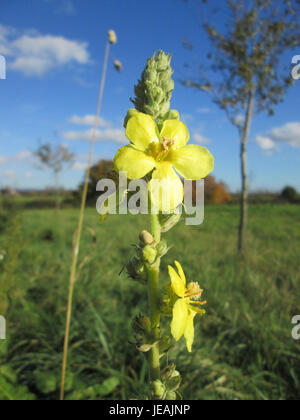 Verbascum thapsus Mullein plant. Yellow flower Stock Photo - Alamy