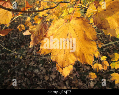 Acer pseudoplatanus, commonly known as the sycamore maple, is a large ...