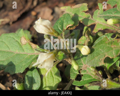 Common nightshade, Black nightshade (Solanum nigrum), growing in ...