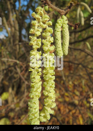Corylus avellana, commonly known as the European hazel, is a deciduous ...