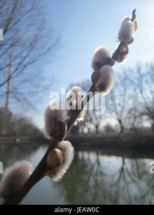 bloom in the spring of some species of willow trees. Willow buds in ...