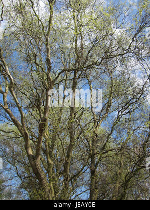 Korkenzieherweide, also known as corkscrew willow, is a unique tree ...