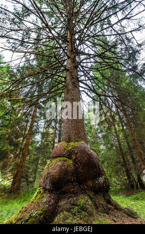 A Tree Trunk with an Unusual Shape Stock Photo - Alamy