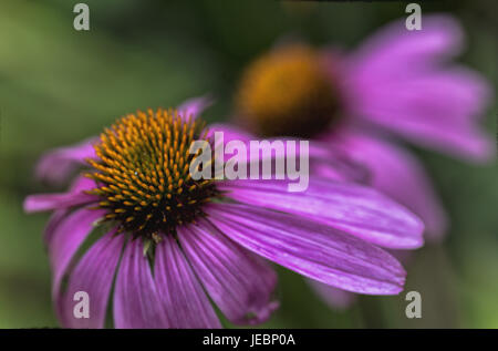 Echinacea purpurea RUBINSTERN Ruby Star Purple Coneflower Stock Photo ...