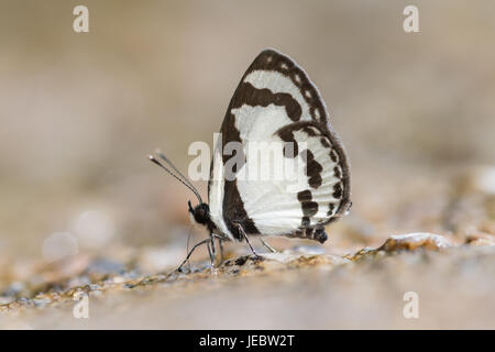 Straight Pierrot, Caleta roxus. Chaloem Phrakiat Thai Prachan National ...
