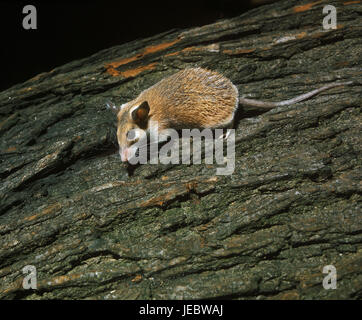 Sinai-sting mouse,Acomys dimidiatus Stock Photo - Alamy