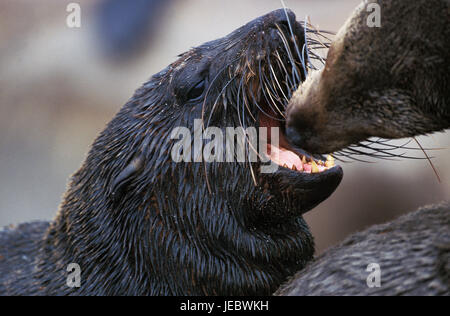 South African sea-bears Arctocephalus pusillus stones resting dwarf-sea ...