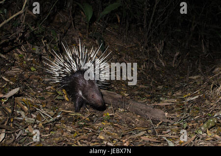 The Malayan porcupine (Hystrix brachyura) is a species of rodent in the ...