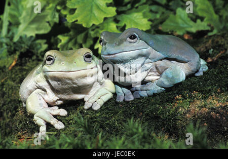 Coral finger foliage frog, Litoria caerulea, open mouth, Australia ...