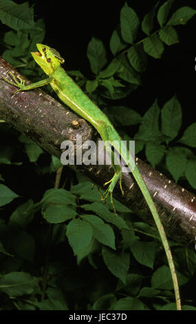 Crown basilisk, Laemanctus longipes Stock Photo - Alamy