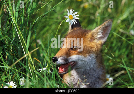 Red Fox, vulpes vulpes, Normandy Stock Photo - Alamy