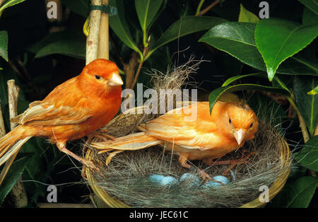 Canary eggs in the nest Stock Photo - Alamy