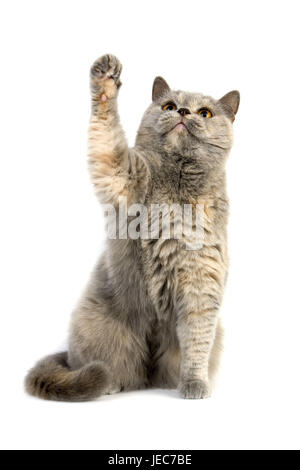 British Shorthair Cat, cream, British Shorthair Cat, cream (mammals ...