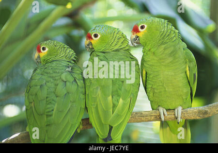 Honduras, Copan, branch, yellow cheek amazons, Central America, Latin ...