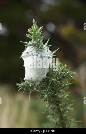 close-up of spiky plant and spider, glen nevis, scotland, uk Stock ...