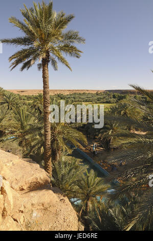 Oasis, Erfoud, Rissani, Morocco, Palm Stock Photo - Alamy