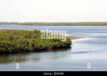Mangroves, river scenery, Saloum delta, Senegal Stock Photo - Alamy