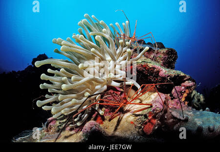 Spinning crab, Stenorhynchus seticornis, anemone, the Caribbean Stock ...