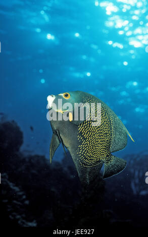 Crescent wrench-imperial fish, Pomacanthus paru, Martinique, the ...