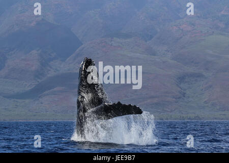 Explosive breach of a humpback whale in Lahaina on Maui Stock Photo - Alamy