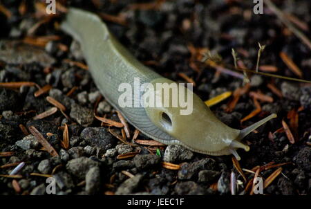 A banana slug on forest floor. Olympic National Park, Washington, USA ...