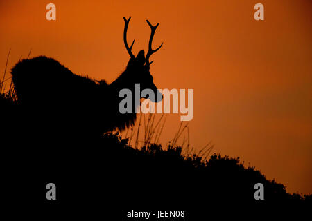 Red Deer stag at sunset, Applecross, Scotland Stock Photo - Alamy