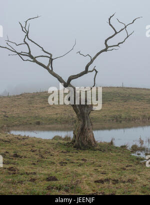 An old oak tree by the pond Stock Photo - Alamy