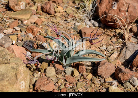An Ornithoglossum undulatum flower in the Karoo region of Southern ...