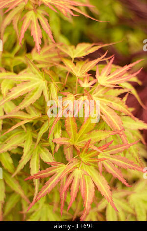 Acer Palmatum Wilson's Pink Dwarf showing pale pink foliage in late ...