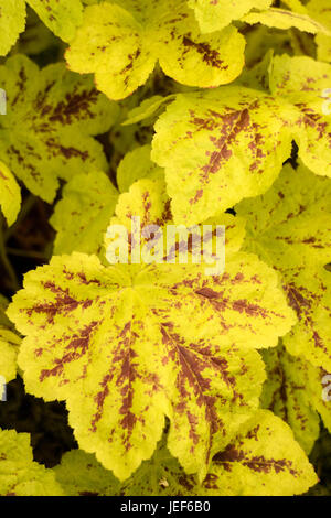 Heucherella 'Solar Power' Stock Photo - Alamy