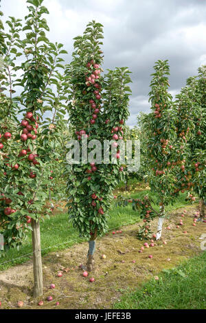 Columnar apple tree Stock Photo: 88741334 - Alamy
