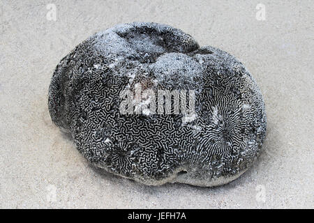 Seashell on the small island of Tobacco Caye, Belize Stock Photo - Alamy