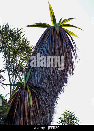 Toi, mountain cabbage tree, Cordyline indivisa and lancewood ...