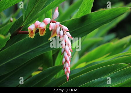 Hawaiian shell ginger flower Stock Photo - Alamy