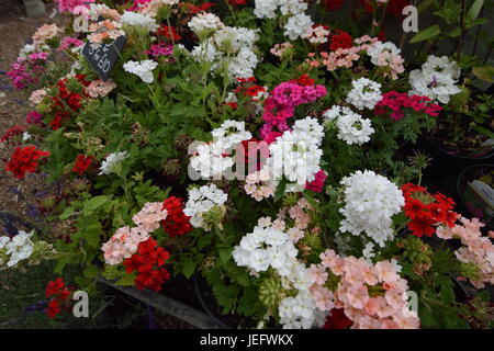 Mayfield Lavender Farm 2017 Stock Photo - Alamy