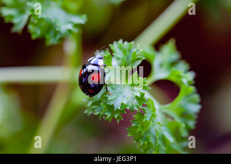 Black ladybug on basil herb Stock Photo - Alamy