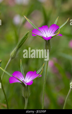 White corncockle (Agrostemma githago) flower with green dashed rays ...