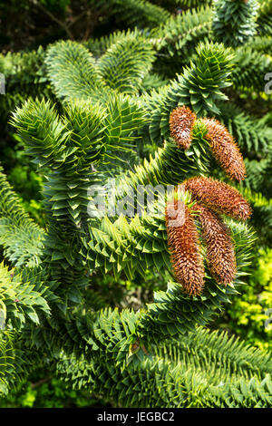 Yorkshire, England, UK. Male Cones of the Monkey Puzzle Tree, Araucaria ...