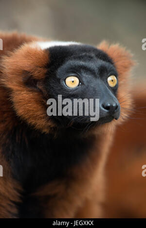 Rote Vari (Varecia rubra Stock Photo - Alamy