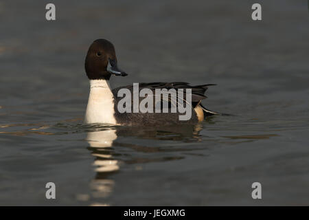 Spit duck, Anas acuta, Spießente (Anas acuta Stock Photo - Alamy