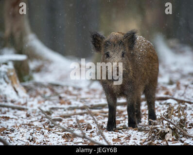 Ein Wildschwein Sus scrofa in einem Wald, Tübingen, Baden Württemberg ...