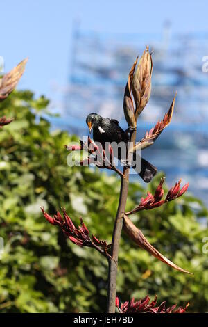 Tui feeding on flax flowers, Otari Wilton Bush, Wellington, North ...