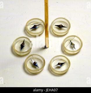 Magnetic field around a conductor. The compass needles align to the ...