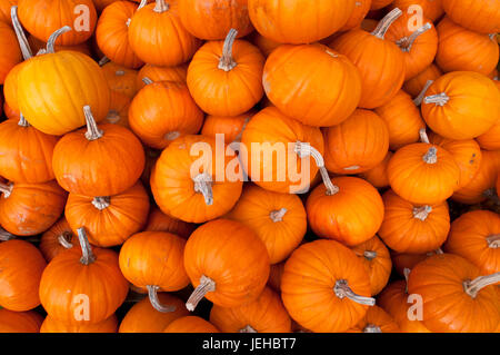 Pile of many ripe orange bright pumpkins on stone floor against straw ...
