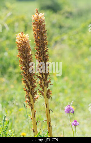 Common Broomrape - Orobanche minor Parasitic plant Stock Photo - Alamy
