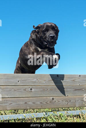 jumping Cane Corso Stock Photo - Alamy