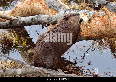 A wild beaver standing on his rear feet looking and scenting Stock ...