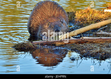 Beaver eating stick in water Stock Photo: 81105175 - Alamy