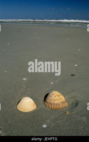 Shell and surf. Sea shells on the ocean, thrown out by the waves of the ...