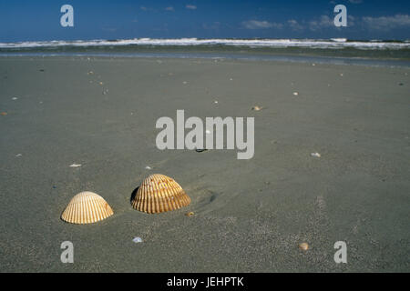 Shell and surf. Sea shells on the ocean, thrown out by the waves of the ...